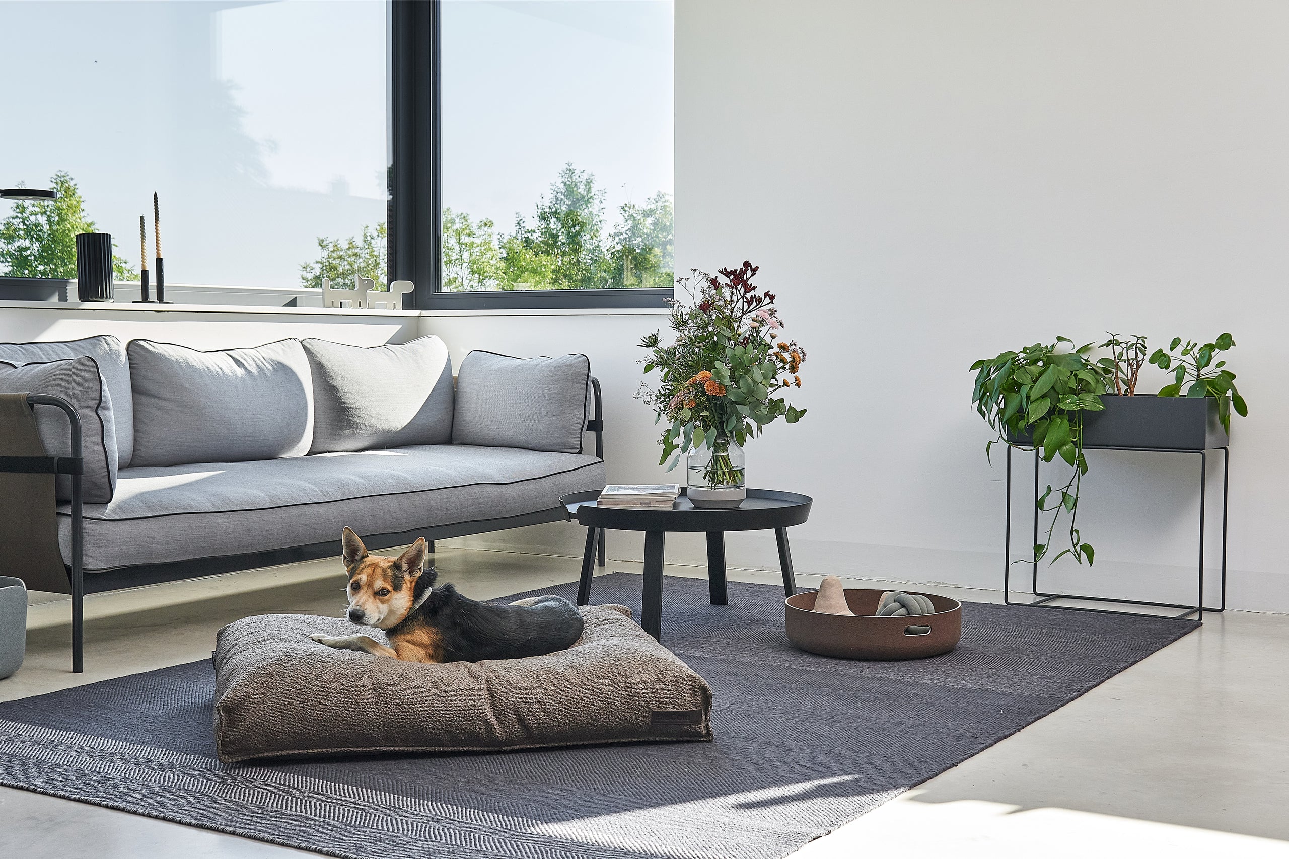 Design Products for Dogs and Cats | MiaCara