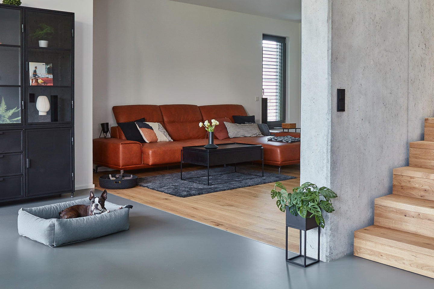 Design Products for Dogs and Cats | MiaCara