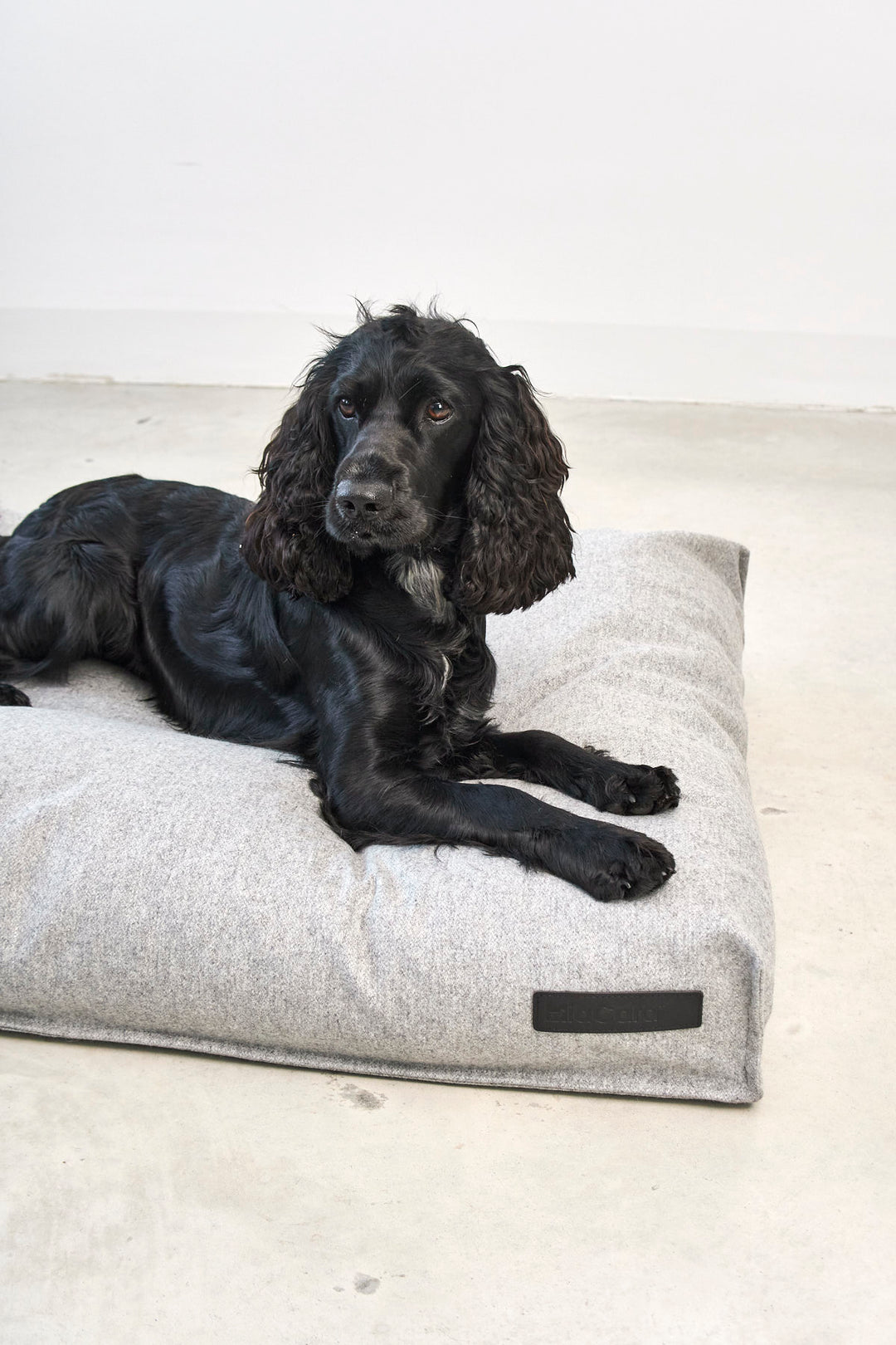 Design Products for Your Dog | MiaCara | Page 5