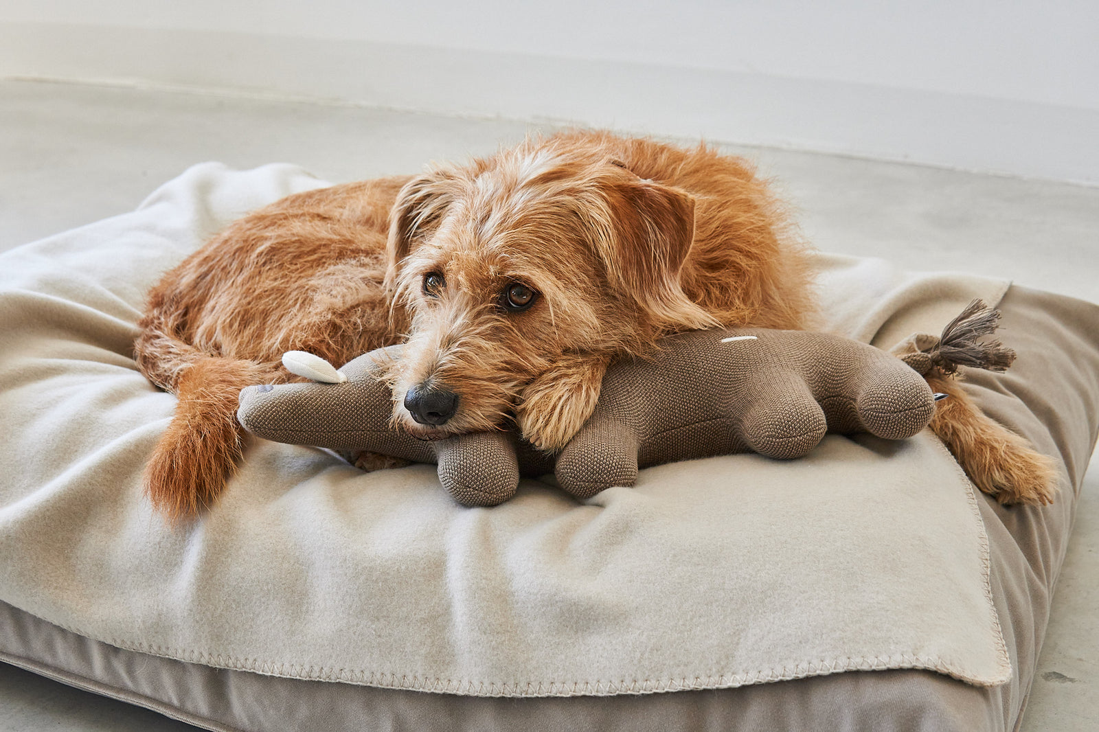 Bosco Dog Soft Toy | MiaCara