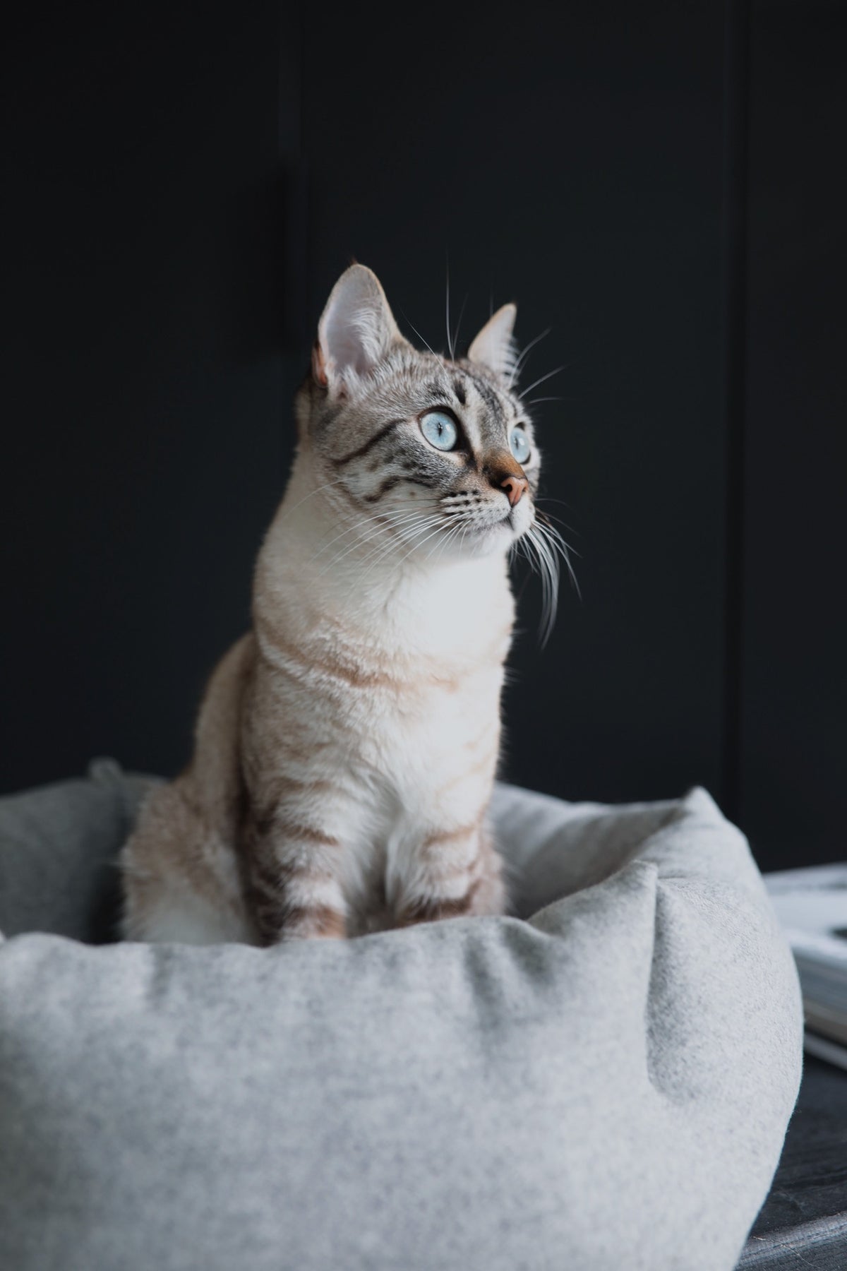 Beautiful Designer Cat Beds by MiaCara – Buy Online