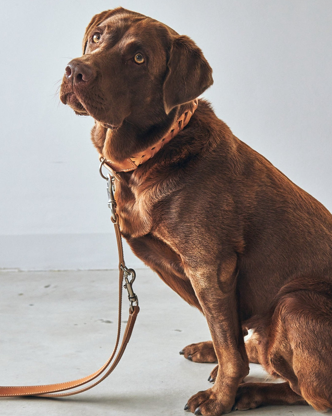 Design Products for Your Dog | MiaCara | Page 2