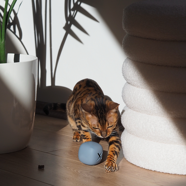 Rotolo - Cat Activity Toy from MiaCara
